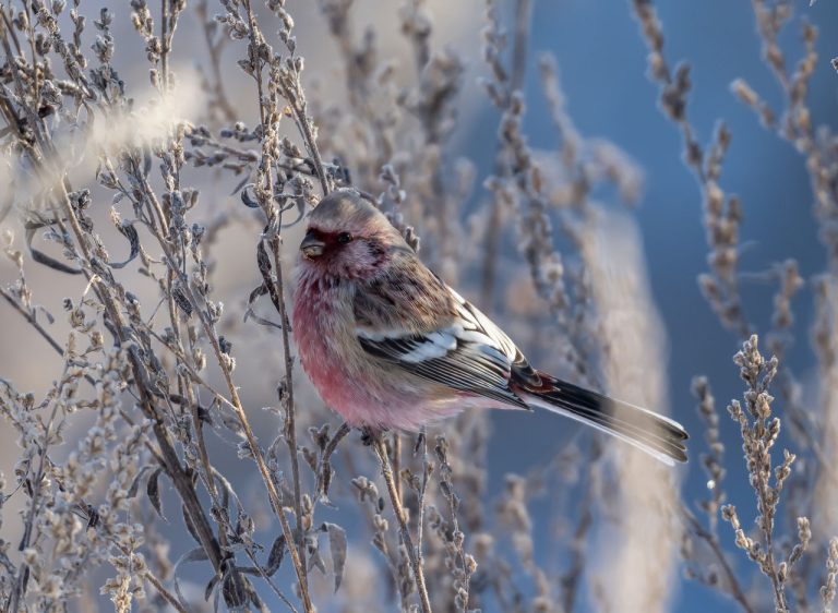 Species Spotlight: Siberian Long-tailed Rosefinch - 10,000 Birds