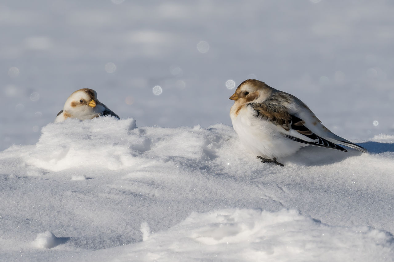 Species Spotlight: Snow Bunting - 10,000 Birds
