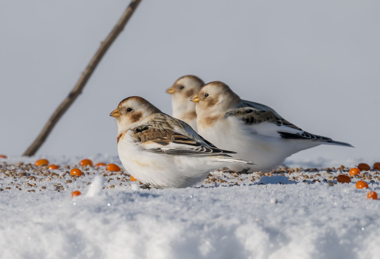 Species Spotlight: Snow Bunting - 10,000 Birds