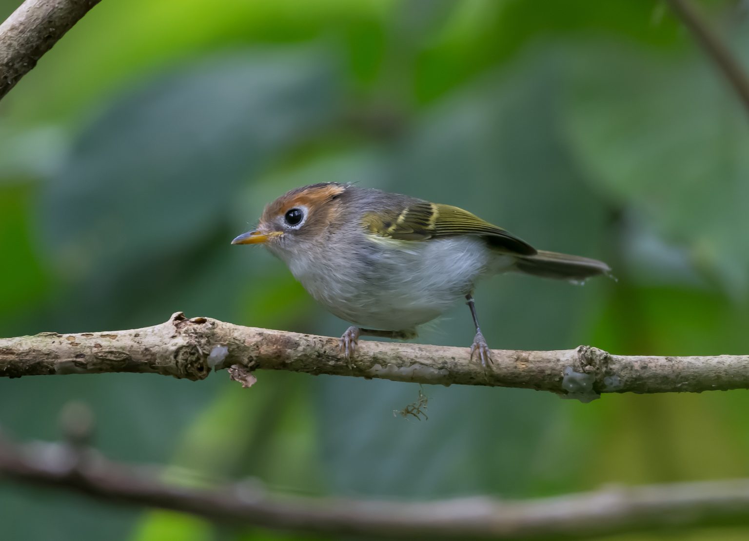 Birding the Banyuwangi area, East Java - 10,000 Birds