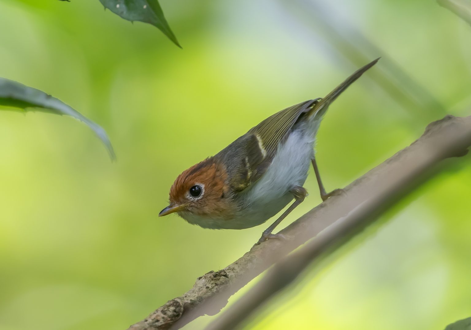 Birding the Banyuwangi area, East Java - 10,000 Birds