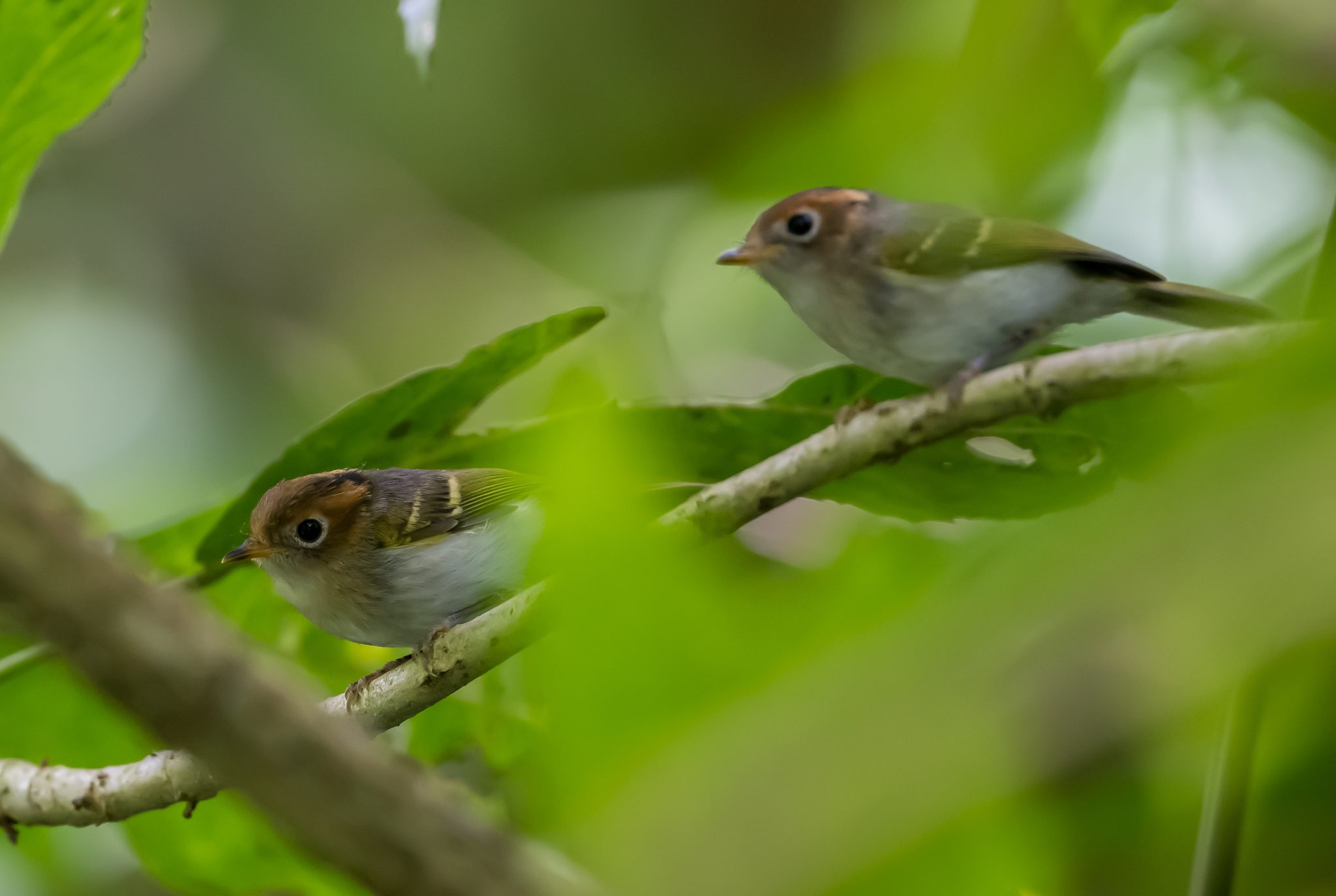 Birding the Banyuwangi area, East Java - 10,000 Birds