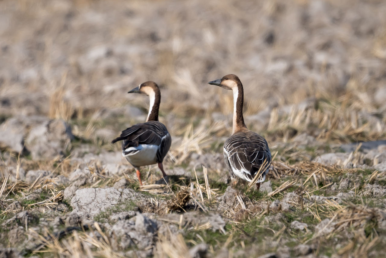 Birding Poyang Lake in Winter - 10,000 Birds