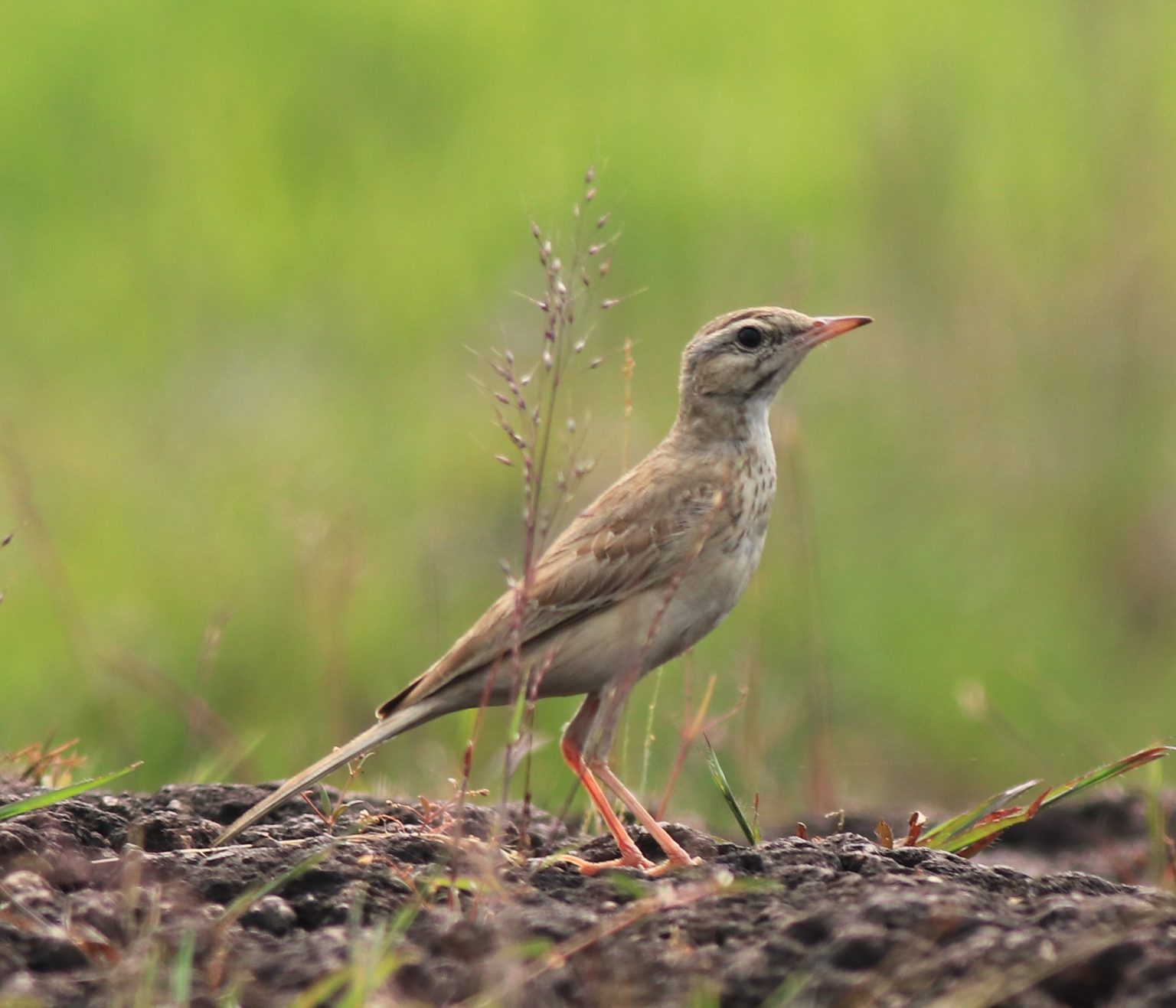 Top 10-plus Pipits - 10,000 Birds