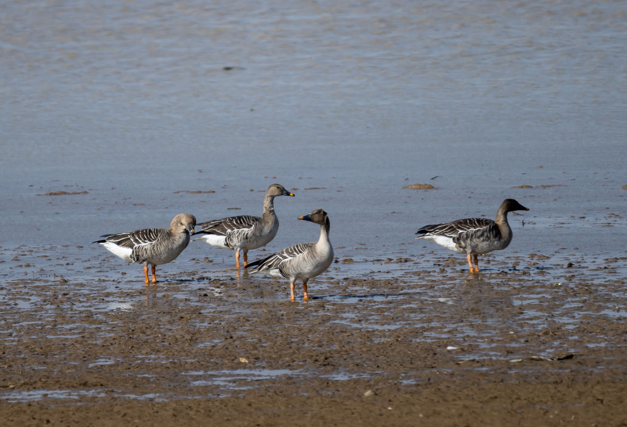 Birding Poyang Lake in Winter - 10,000 Birds