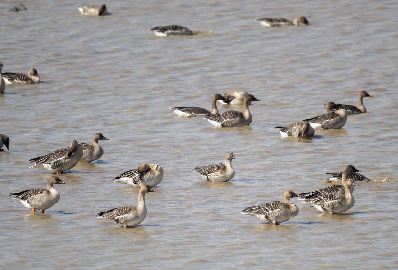 Birding Poyang Lake in Winter - 10,000 Birds