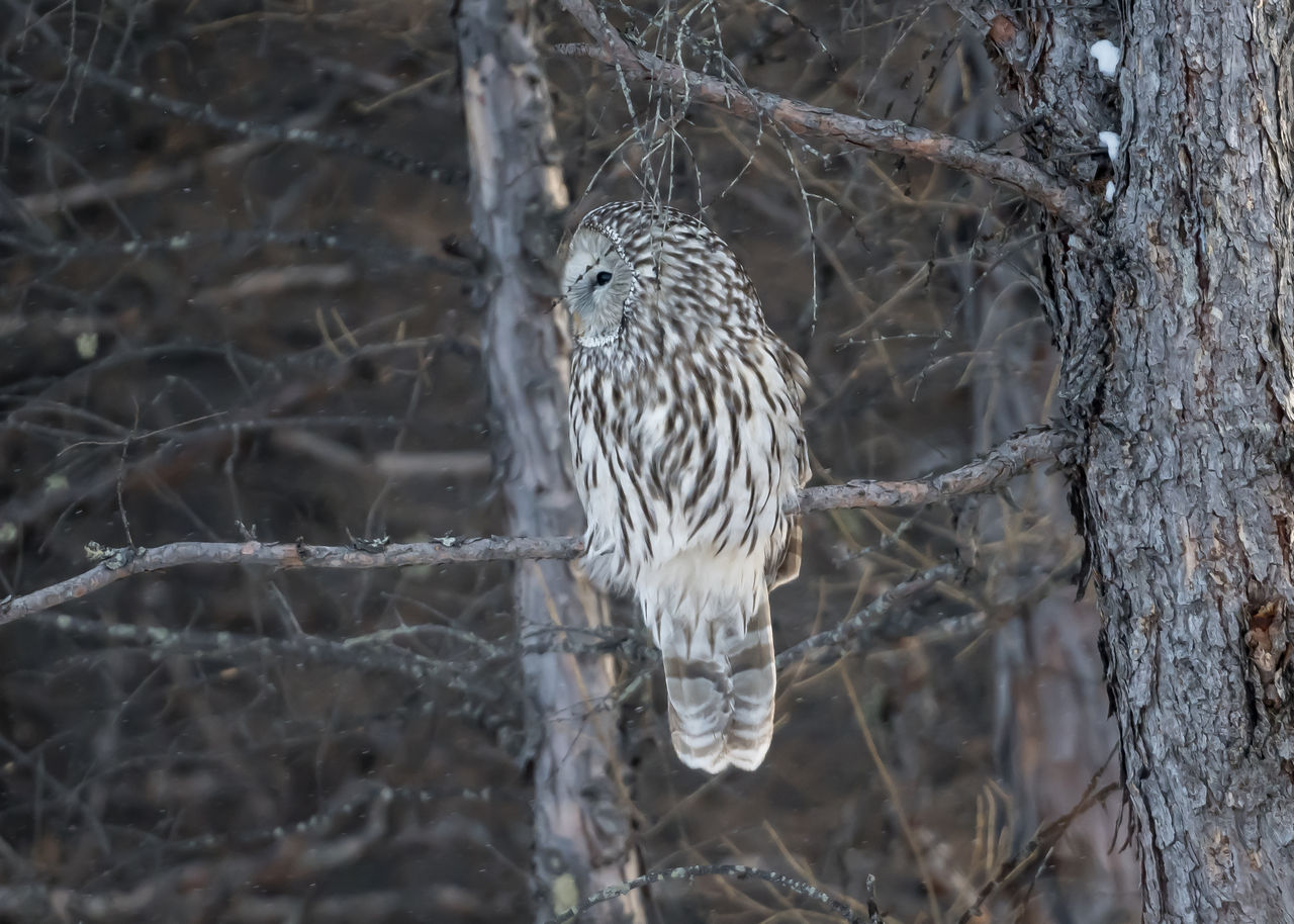 Species Spotlight: Ural Owl - 10,000 Birds