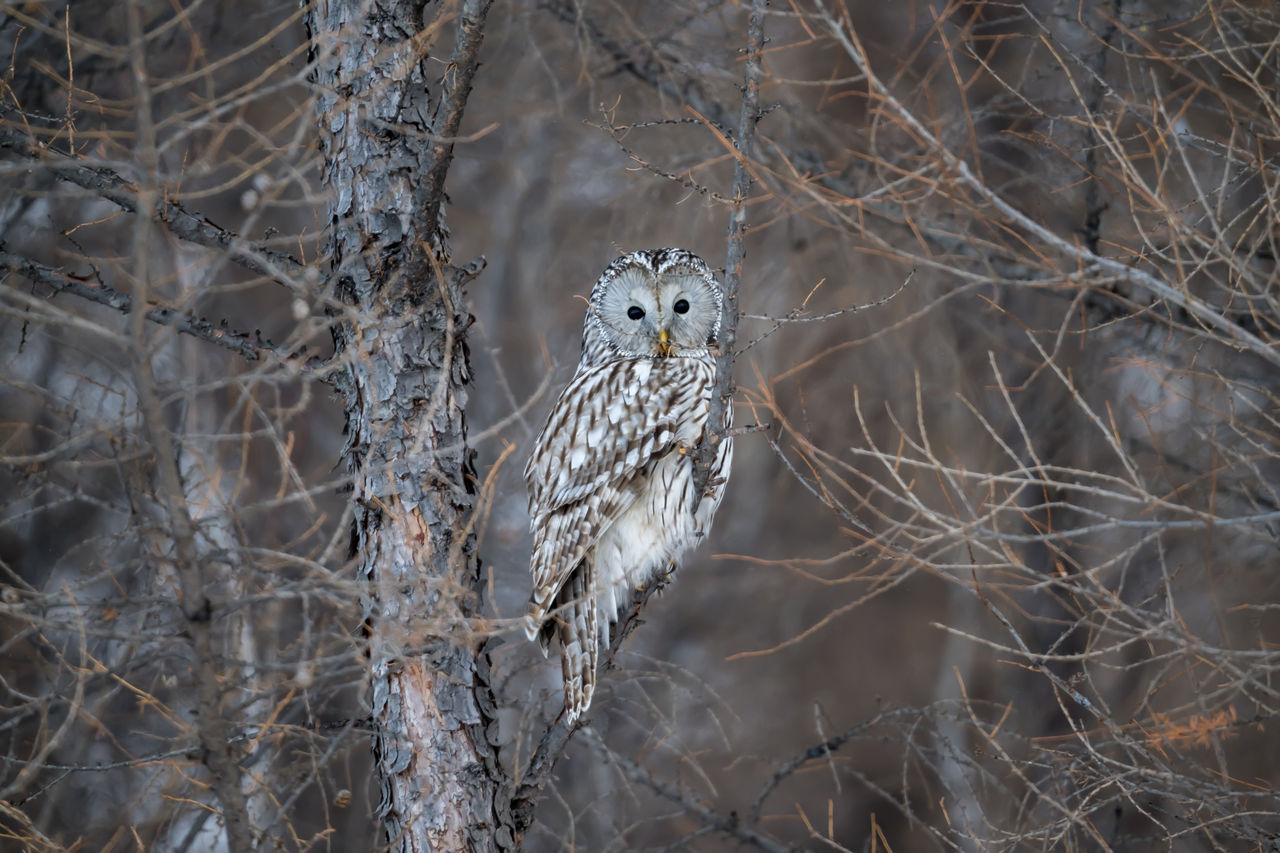 Species Spotlight: Ural Owl - 10,000 Birds