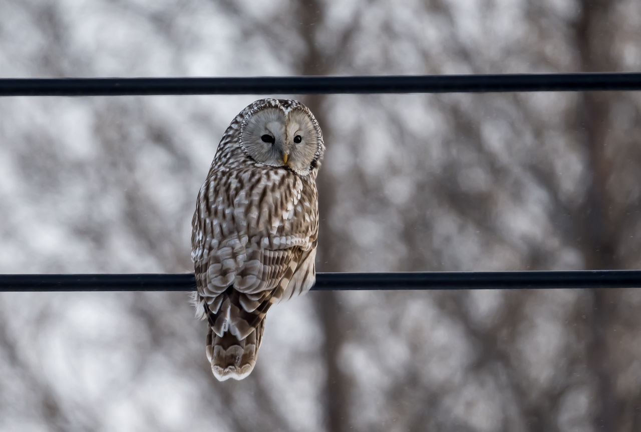 Species Spotlight: Ural Owl - 10,000 Birds