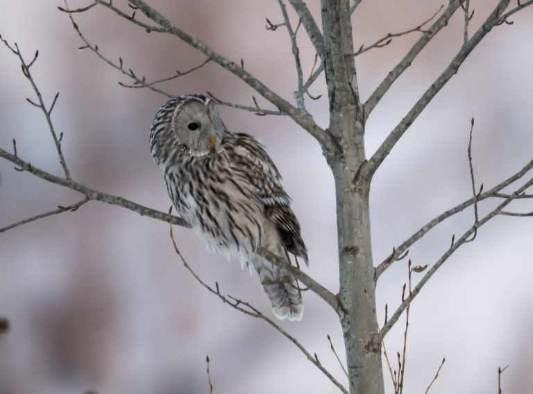 Species Spotlight: Ural Owl - 10,000 Birds