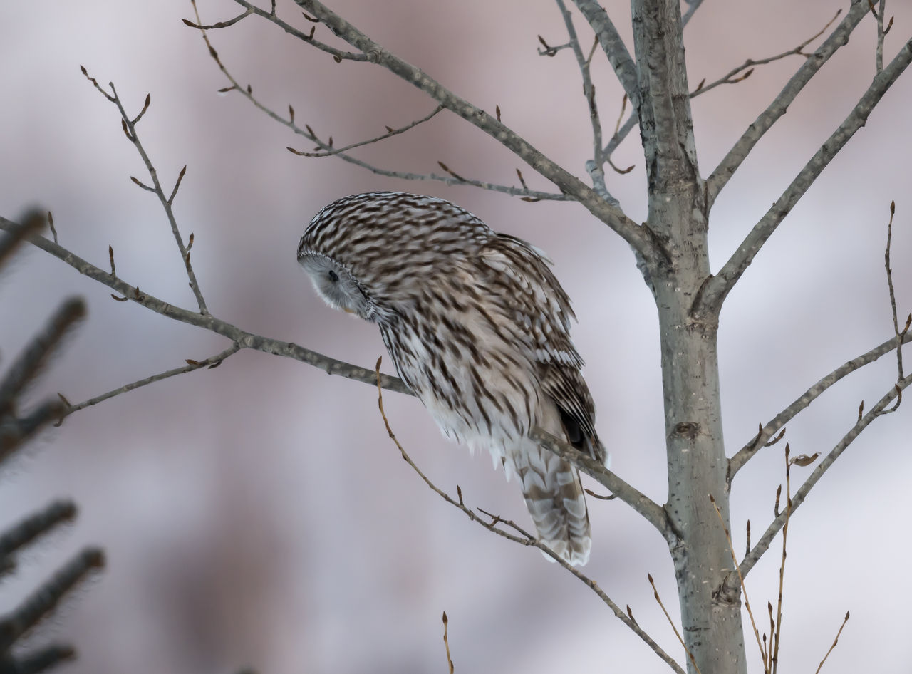 Species Spotlight: Ural Owl - 10,000 Birds