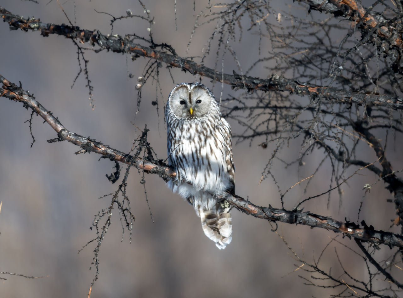 Species Spotlight: Ural Owl - 10,000 Birds