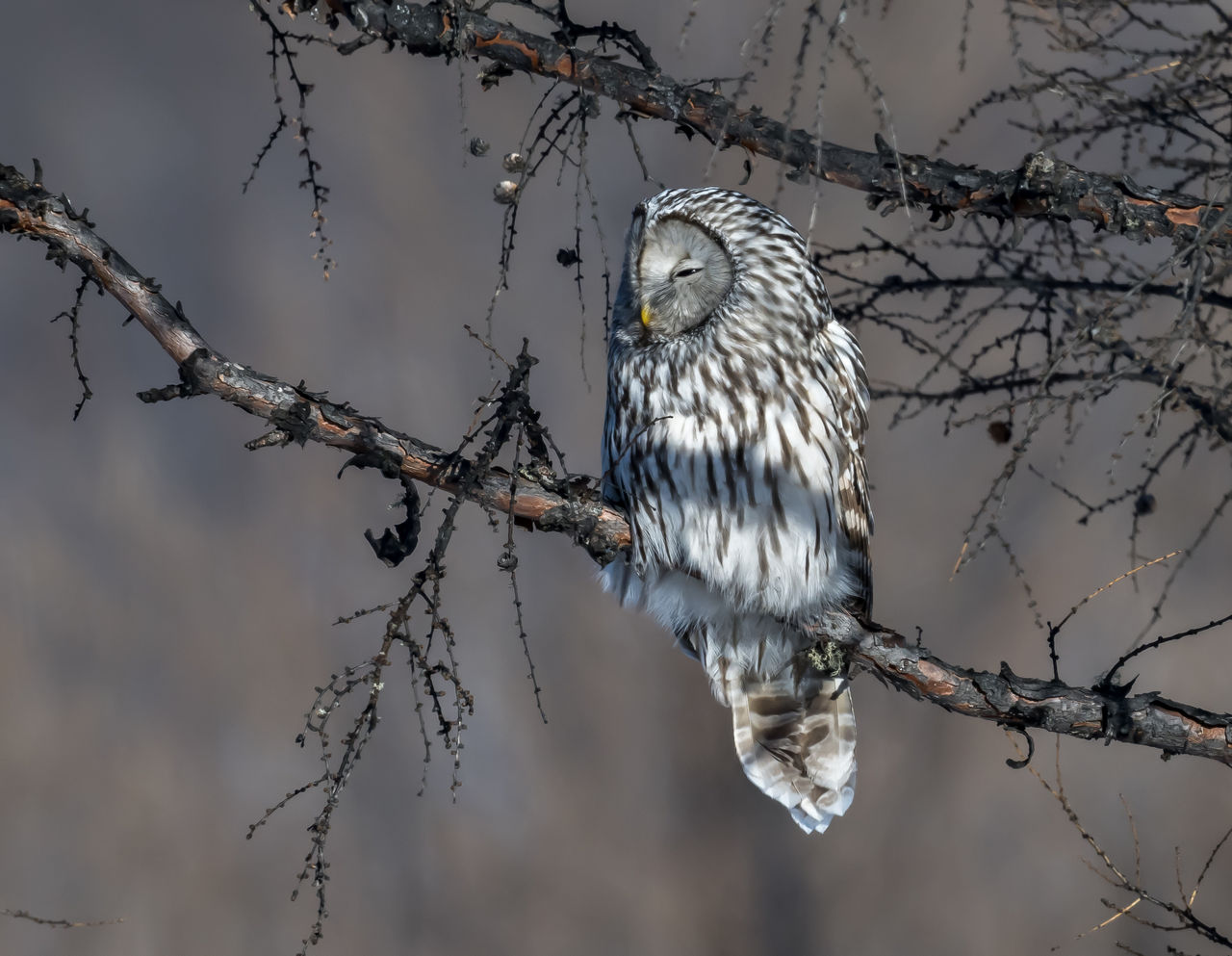 Species Spotlight: Ural Owl - 10,000 Birds