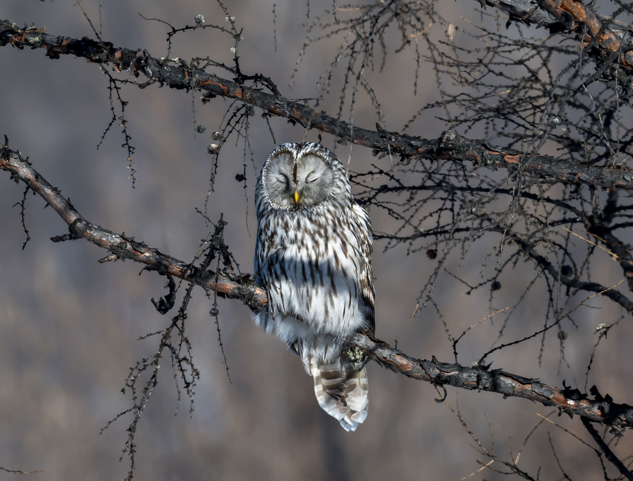 Species Spotlight: Ural Owl - 10,000 Birds
