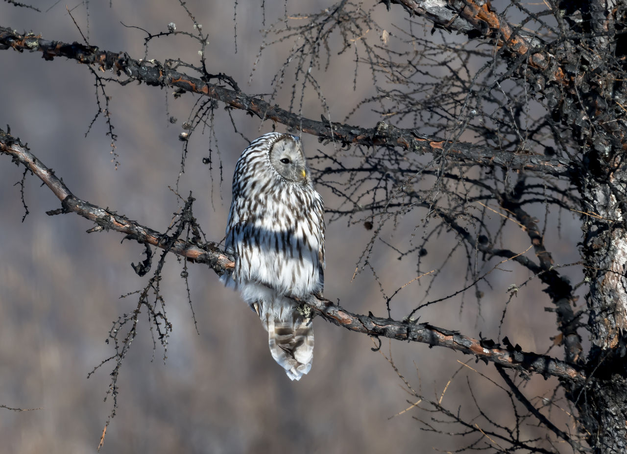 Species Spotlight: Ural Owl - 10,000 Birds