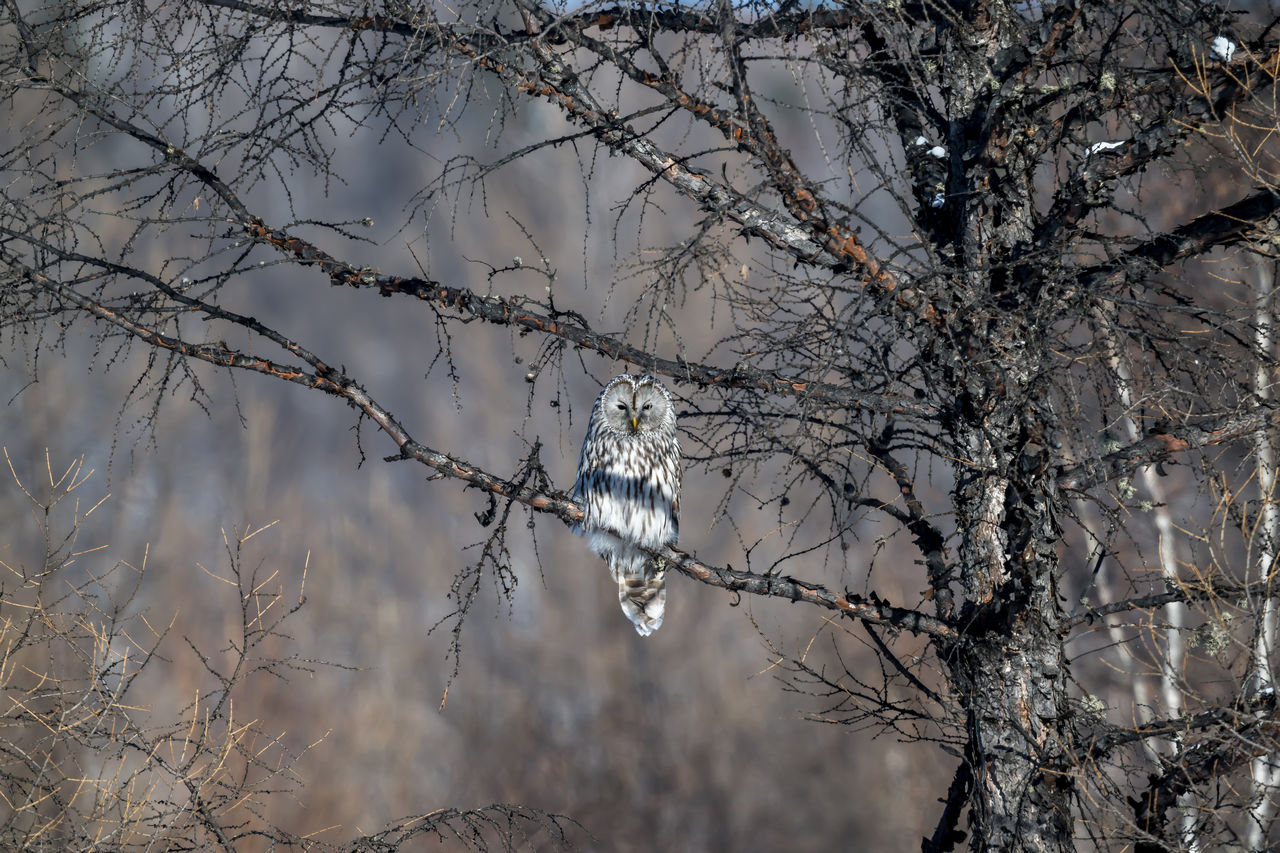 Species Spotlight: Ural Owl - 10,000 Birds