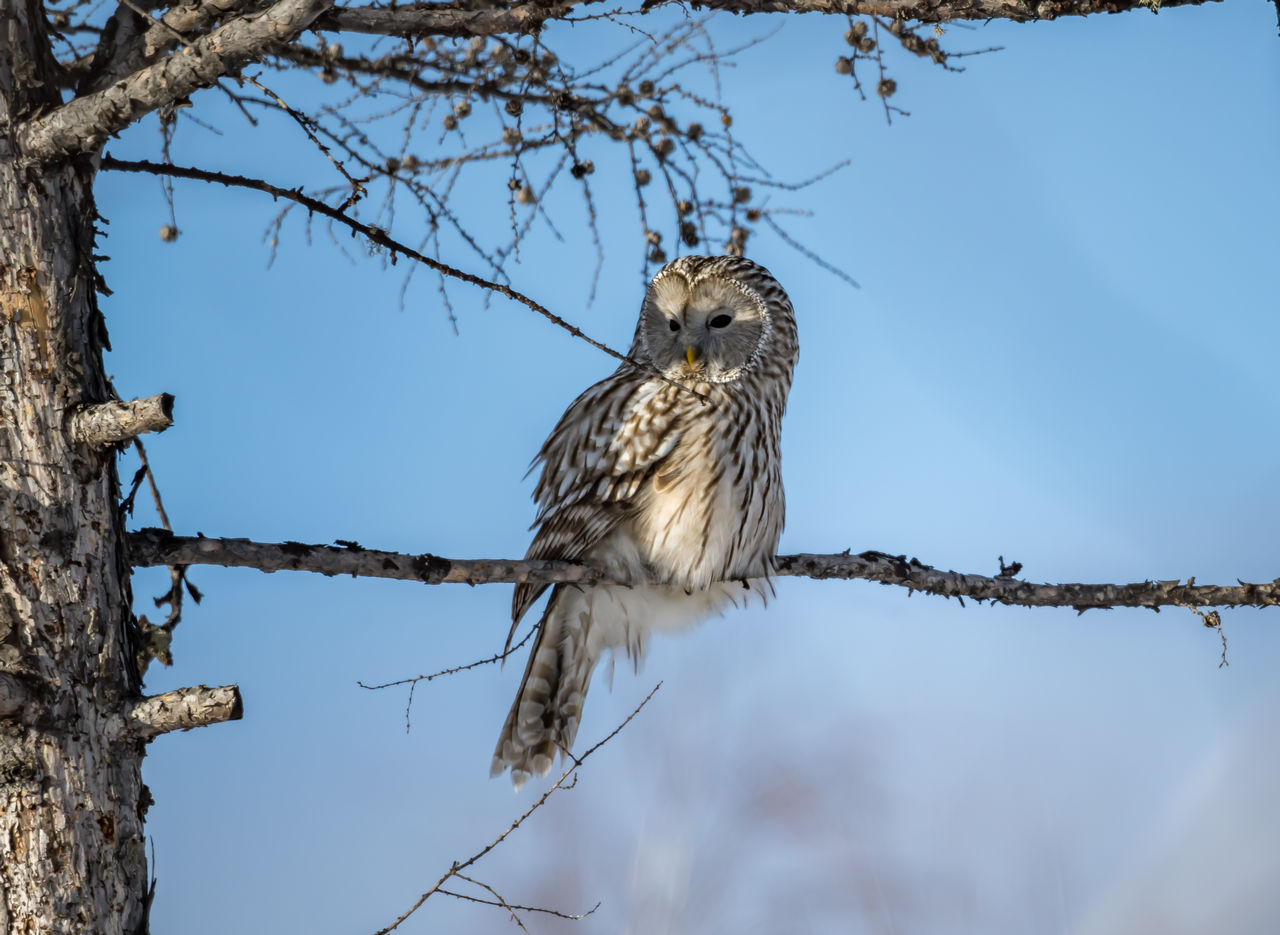 Species Spotlight: Ural Owl - 10,000 Birds