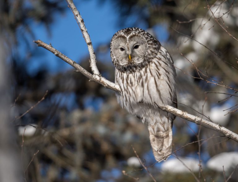 Species Spotlight: Ural Owl - 10,000 Birds