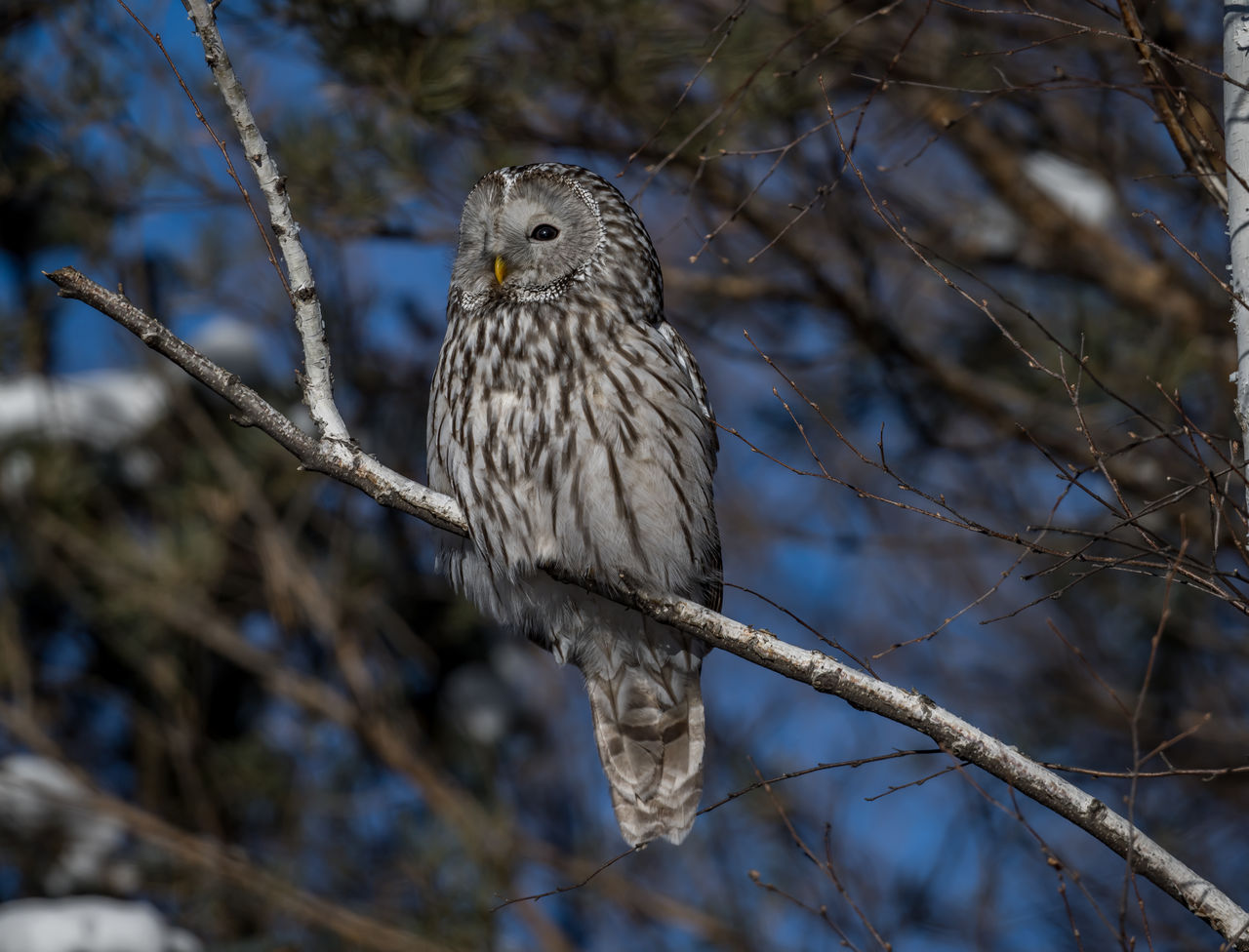 Species Spotlight: Ural Owl - 10,000 Birds