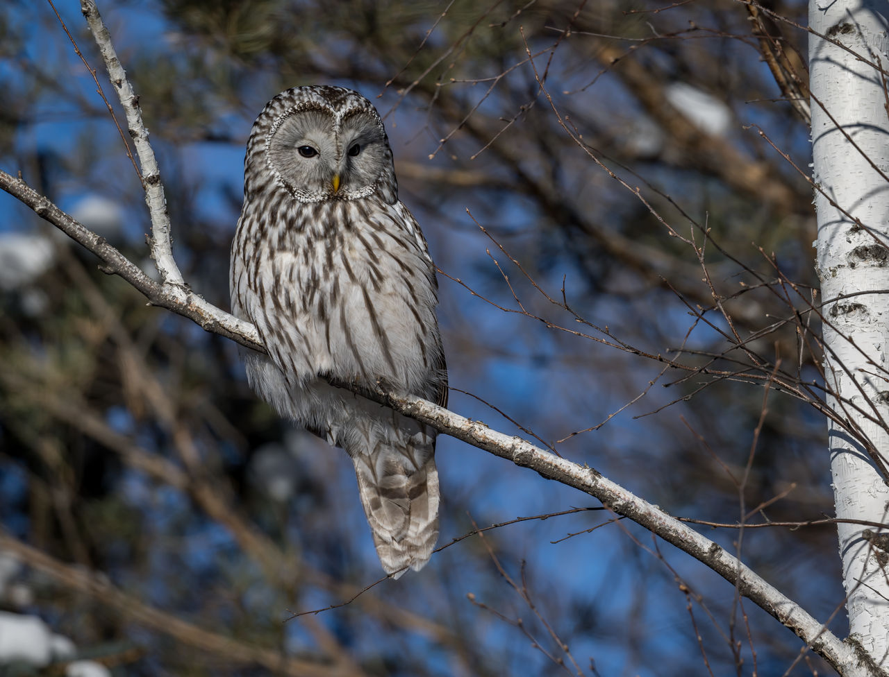 Species Spotlight: Ural Owl - 10,000 Birds