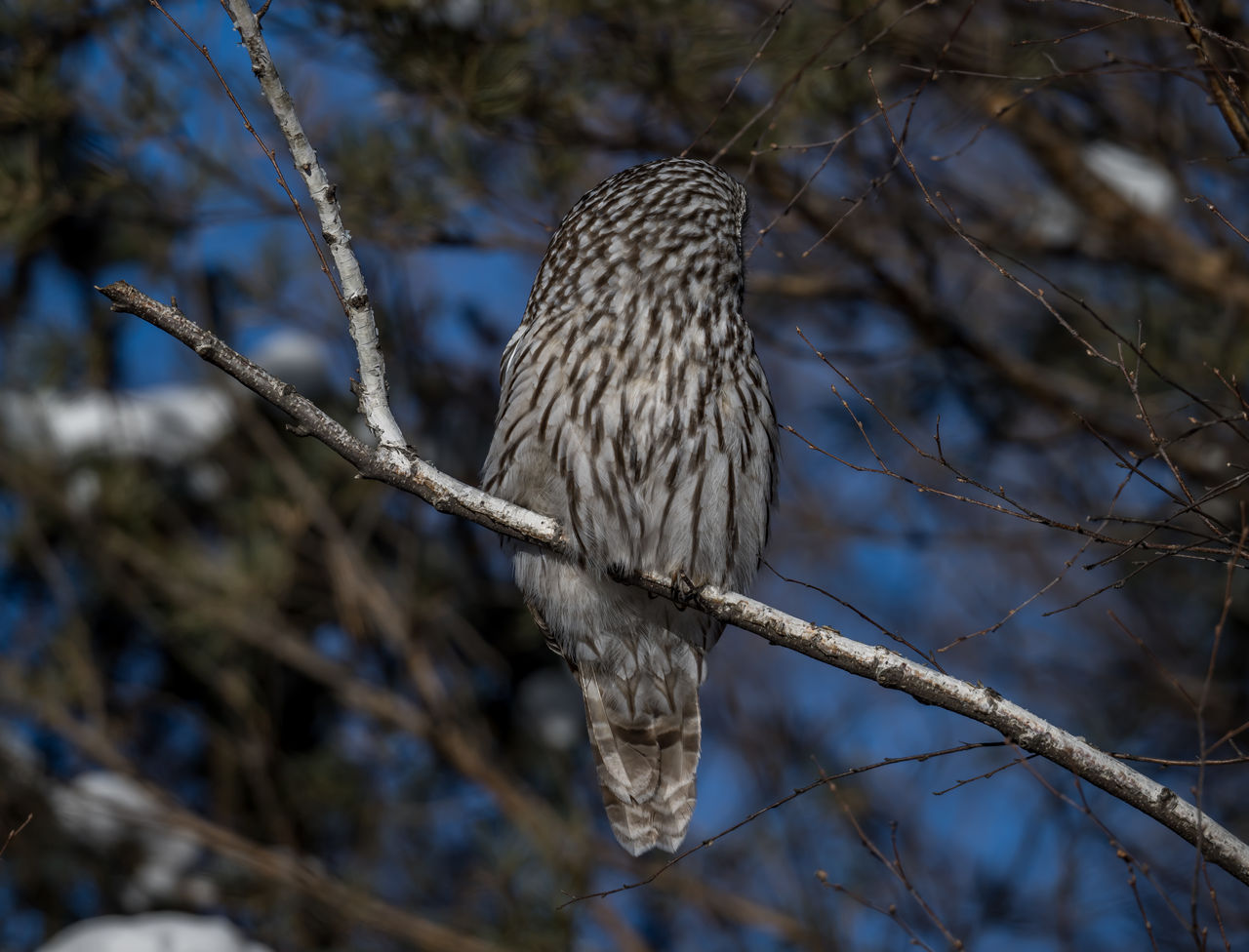 Species Spotlight: Ural Owl - 10,000 Birds