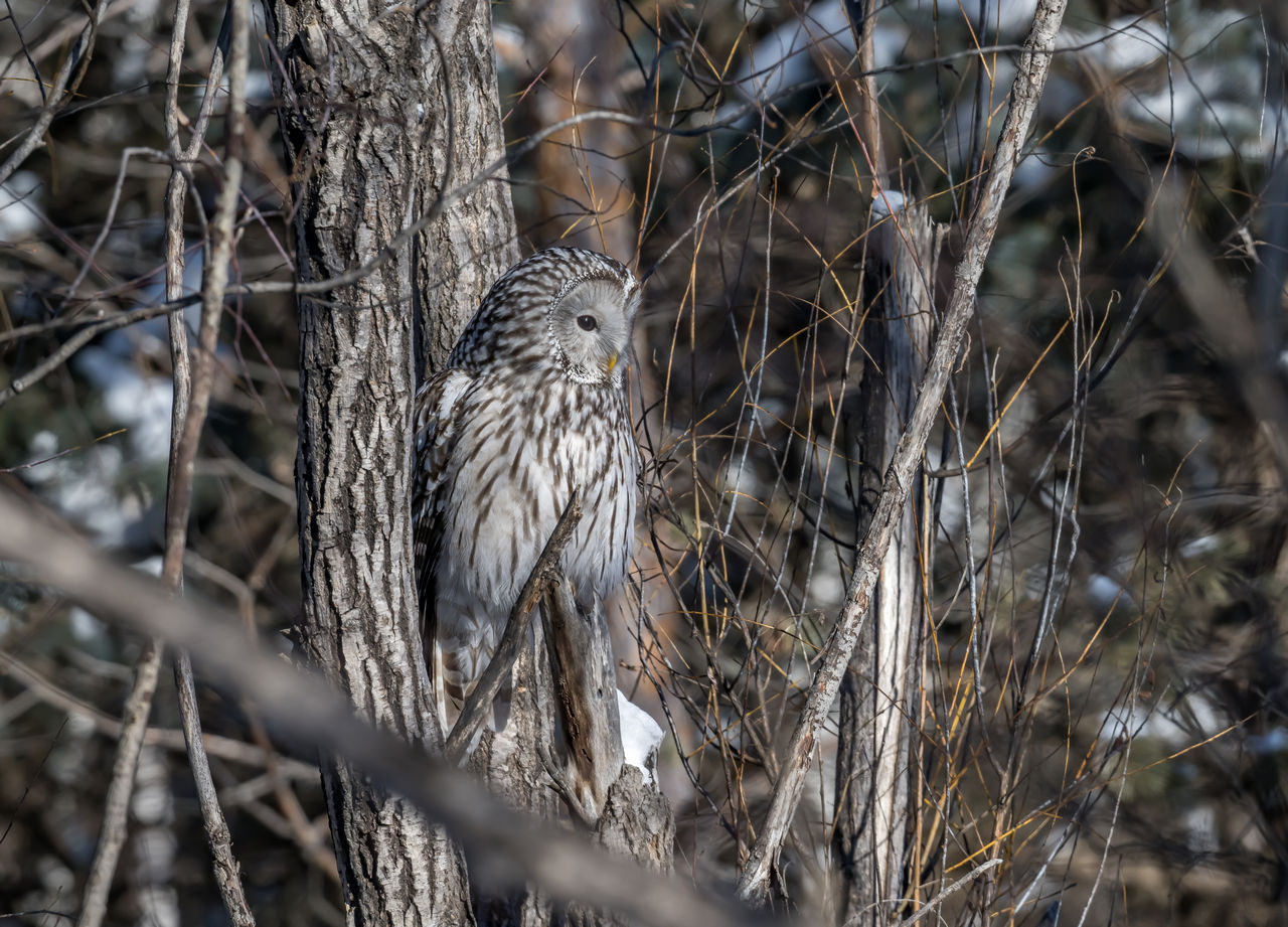 Species Spotlight: Ural Owl - 10,000 Birds