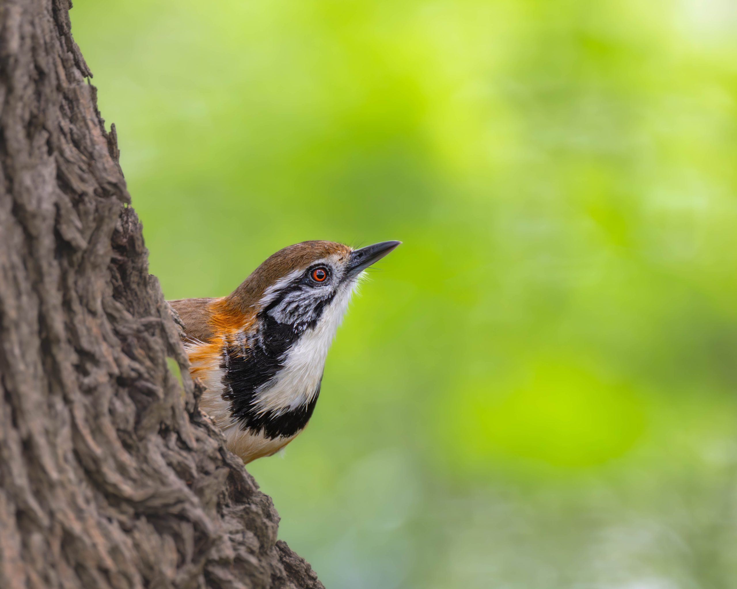 Three Photos: Red Eyes - 10,000 Birds