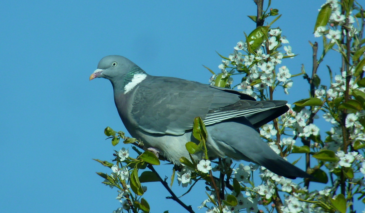 Species Spotlight: Wood Pigeon Columba palumbus - 10,000 Birds