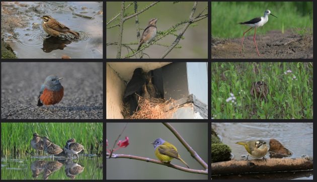 Ten Bird Videos (a generic but correct title) - 10,000 Birds