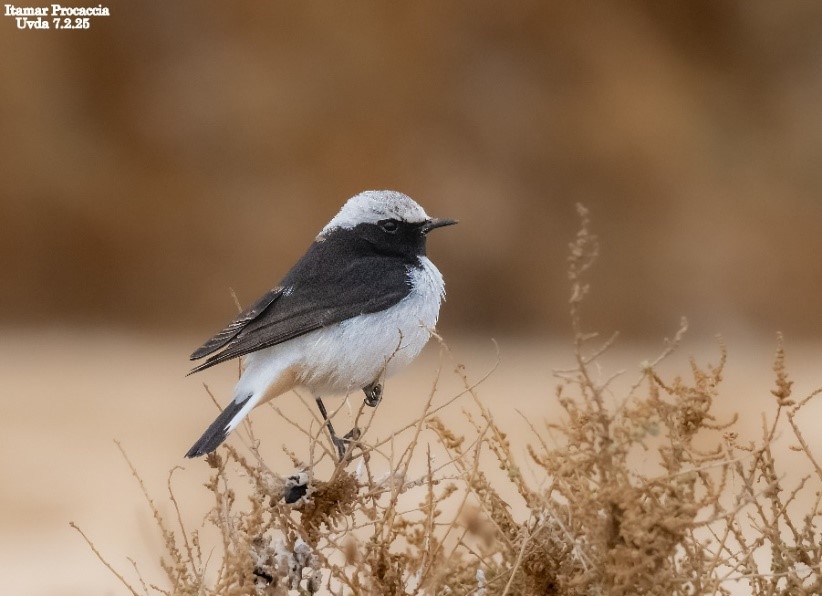 Wheatears in the Uvda Valley, Negev desert, Israel - 10,000 Birds
