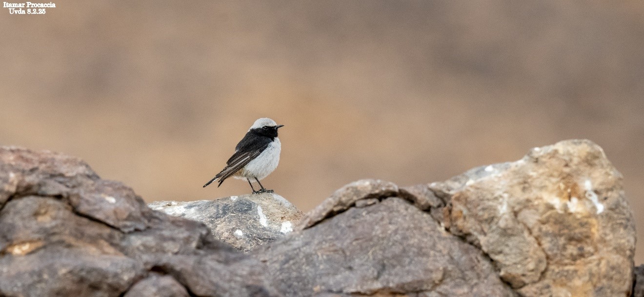 Wheatears in the Uvda Valley, Negev desert, Israel - 10,000 Birds