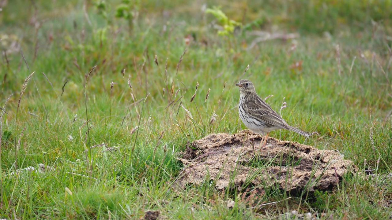 Top 10-plus Pipits - 10,000 Birds