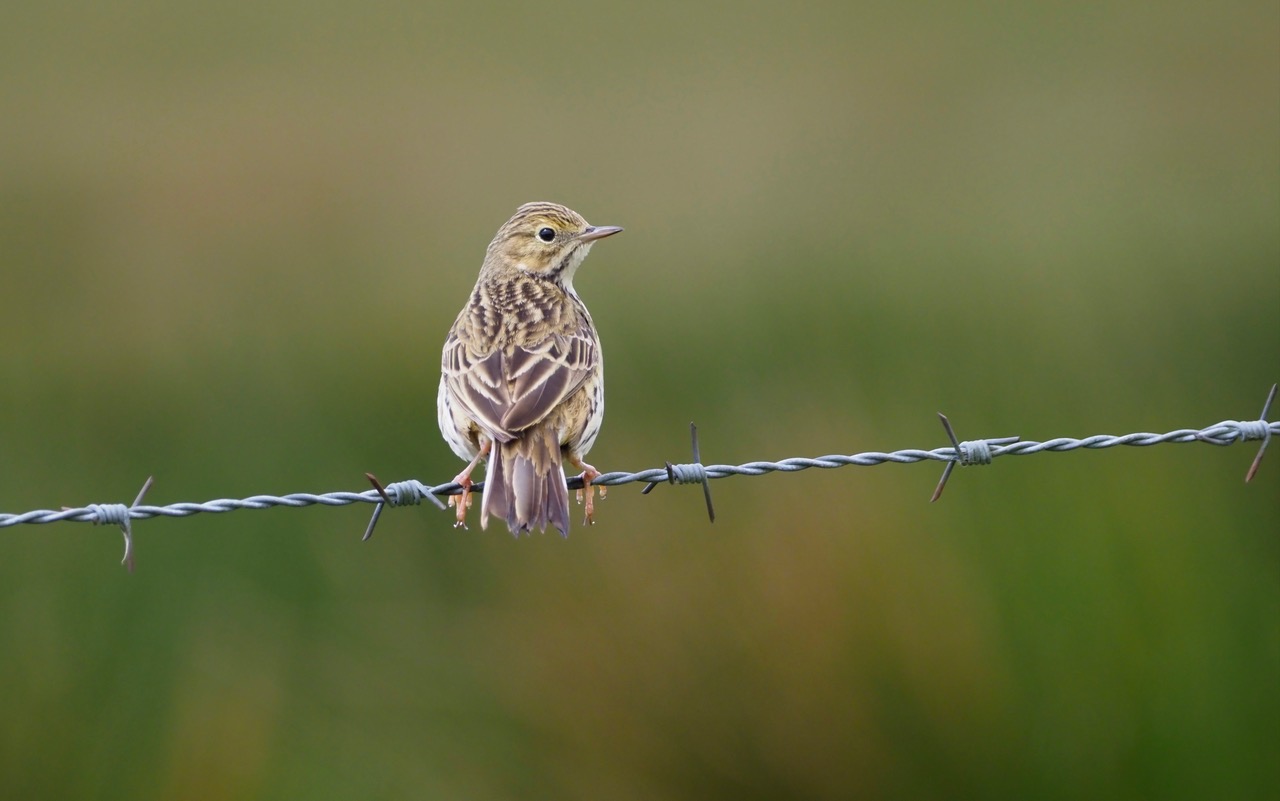 Top 10-plus Pipits - 10,000 Birds