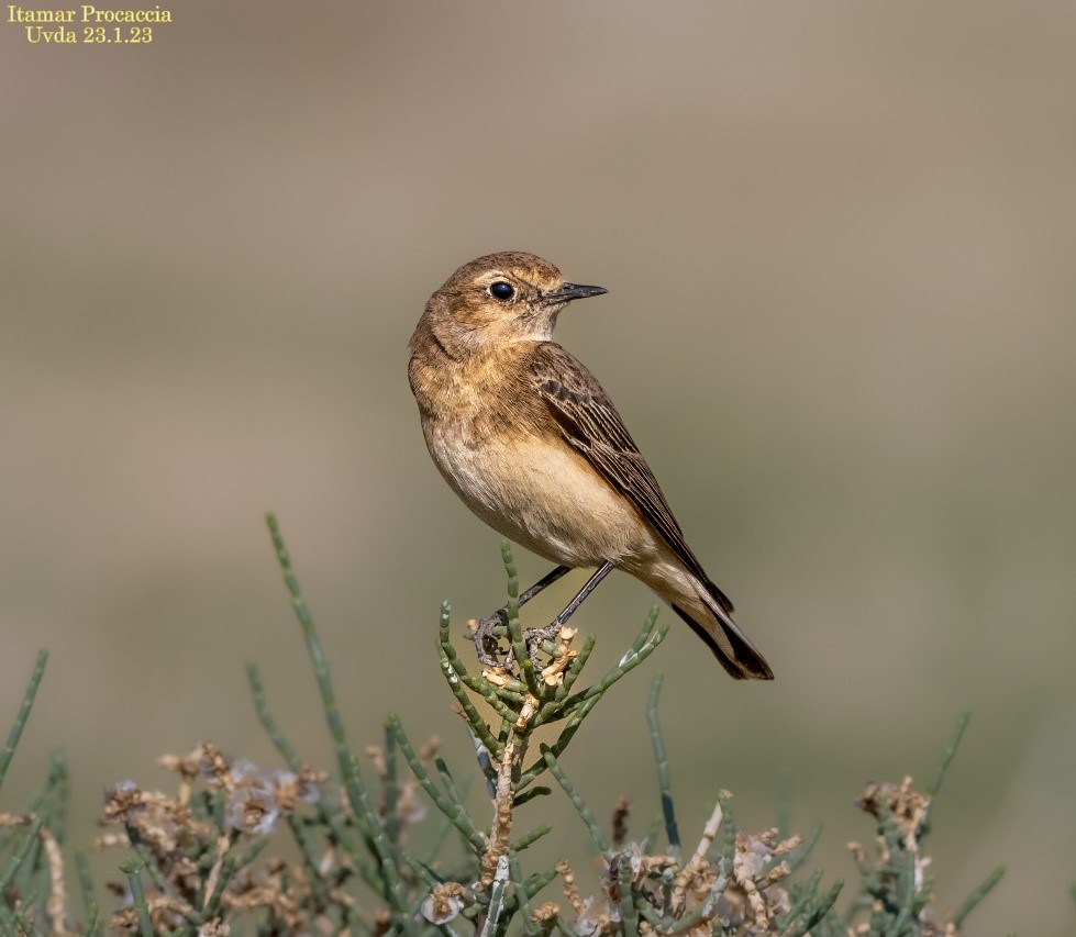 Wheatears in the Uvda Valley, Negev desert, Israel - 10,000 Birds
