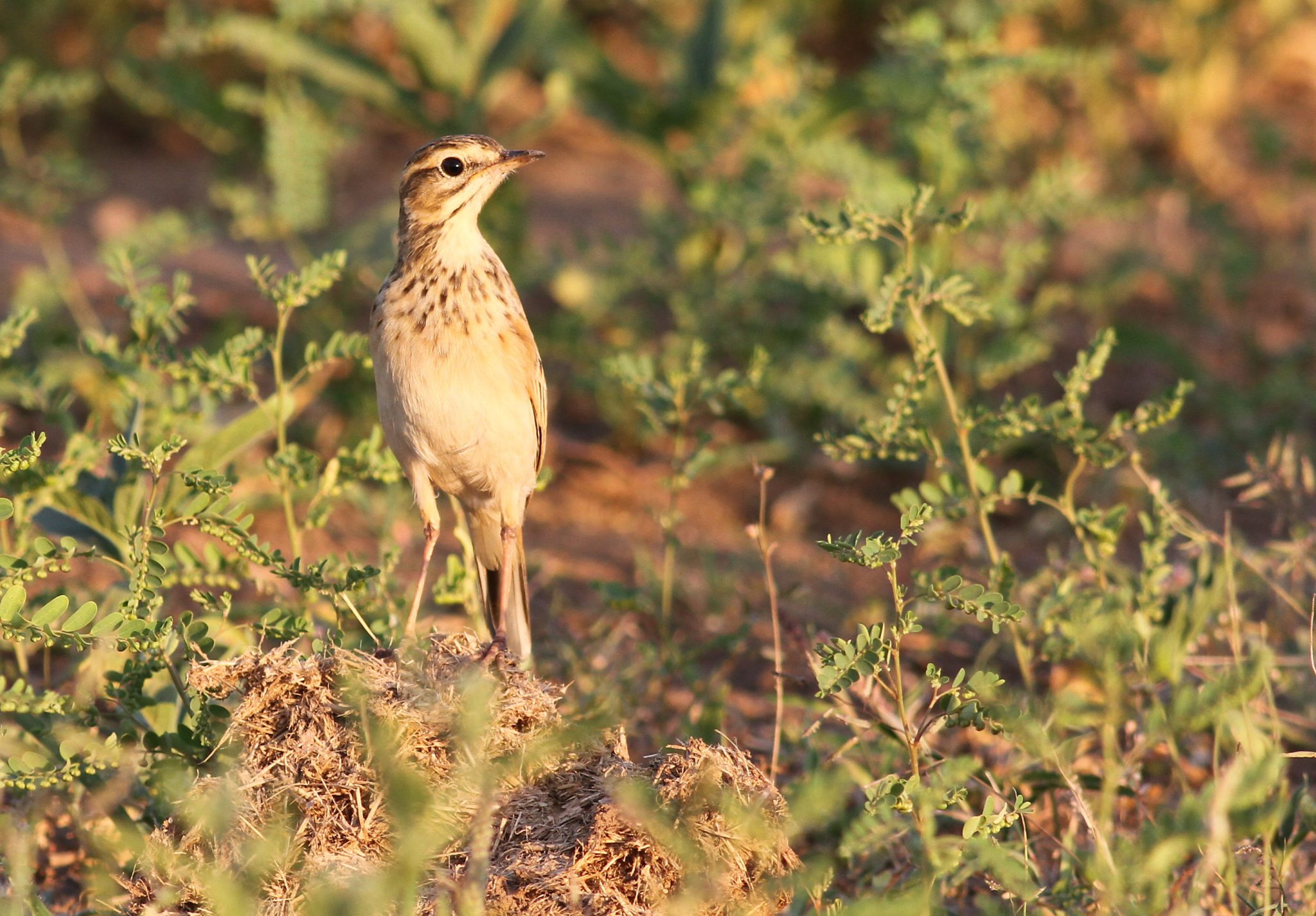 Top 10-plus Pipits - 10,000 Birds