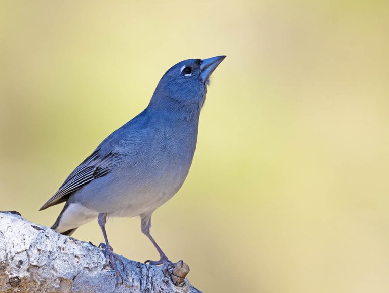 On blue chaffinches and more… - 10,000 Birds