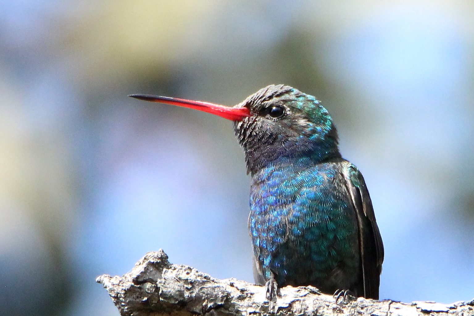 The Problem With Photographing Hummingbirds - 10,000 Birds