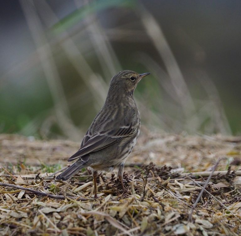 Top 10-plus Pipits - 10,000 Birds