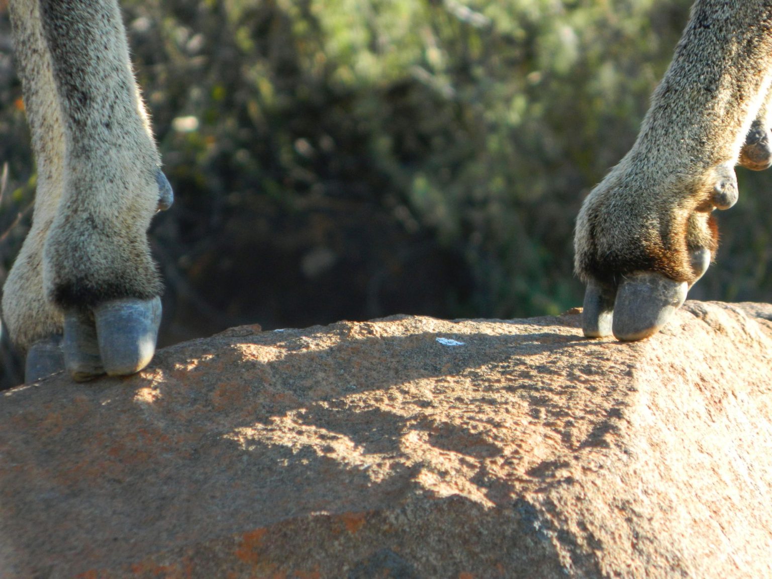 Birding in Karoo National Park - 10,000 Birds