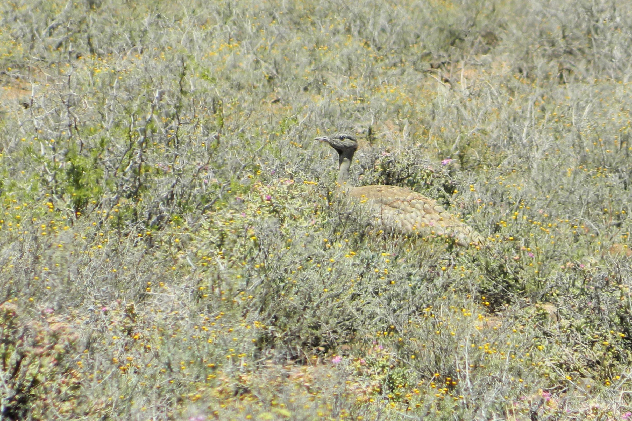 Birding in Karoo National Park - 10,000 Birds
