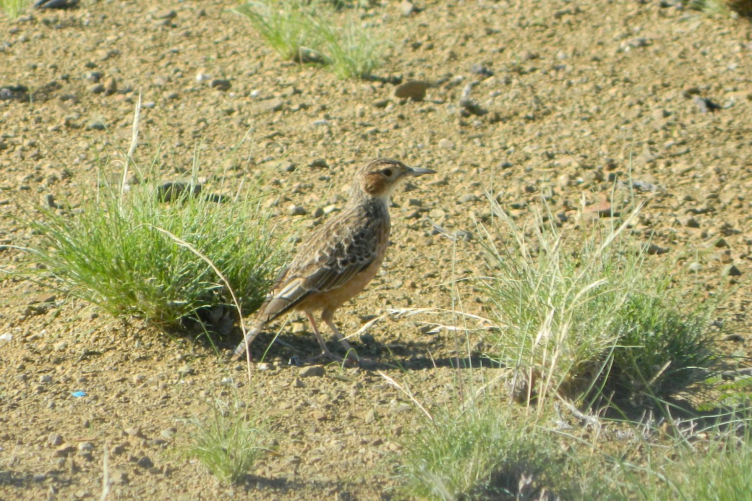 Birding in Karoo National Park - 10,000 Birds