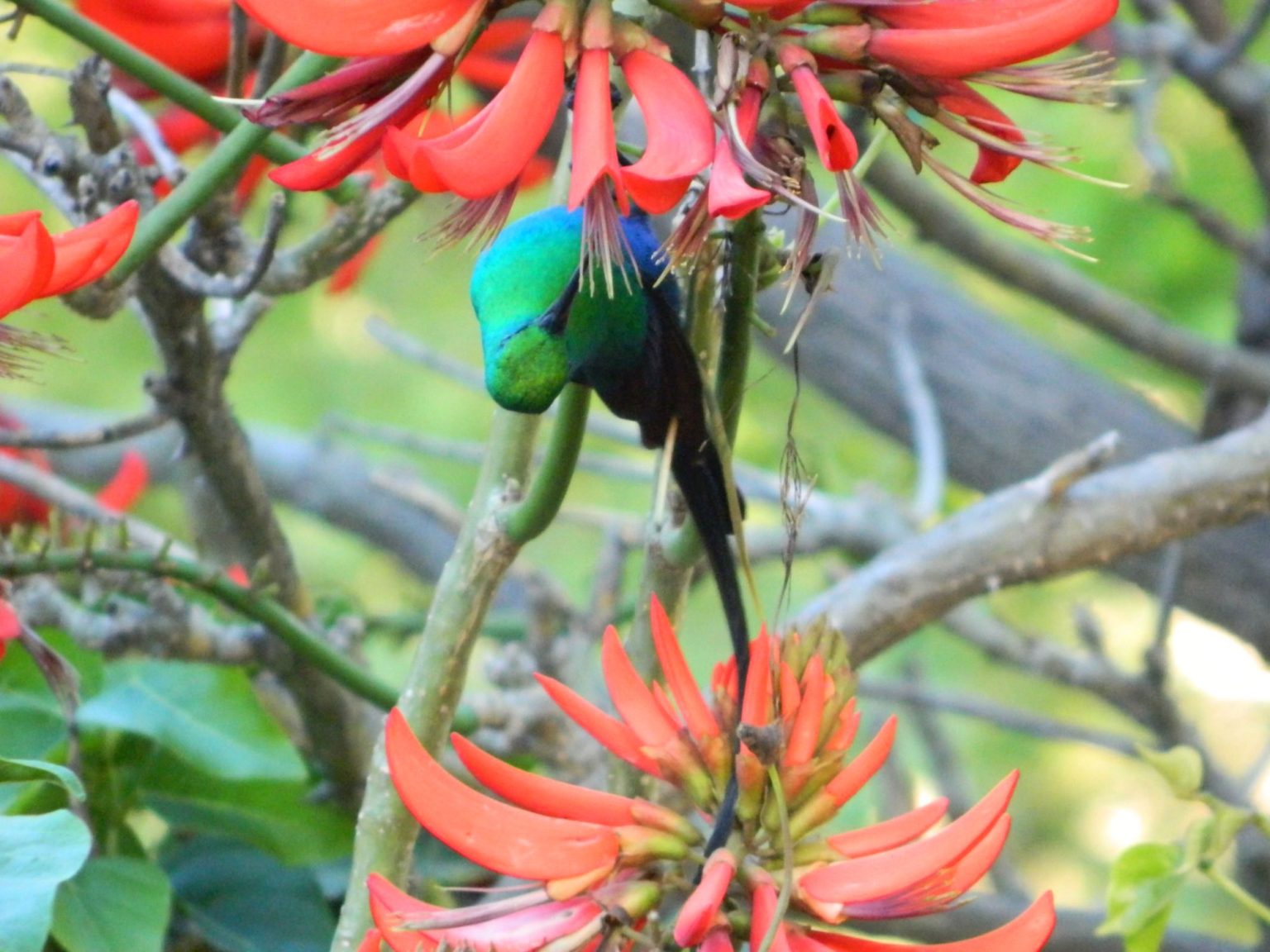 Birding in Karoo National Park - 10,000 Birds