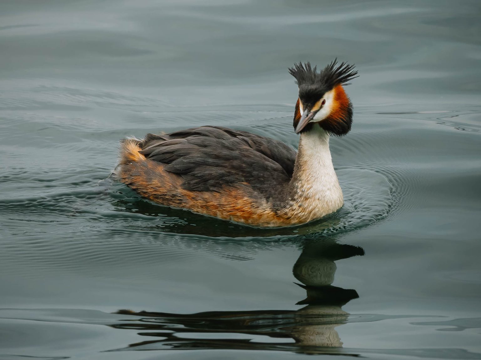 Birding In Geneva, Switzerland. - 10,000 Birds