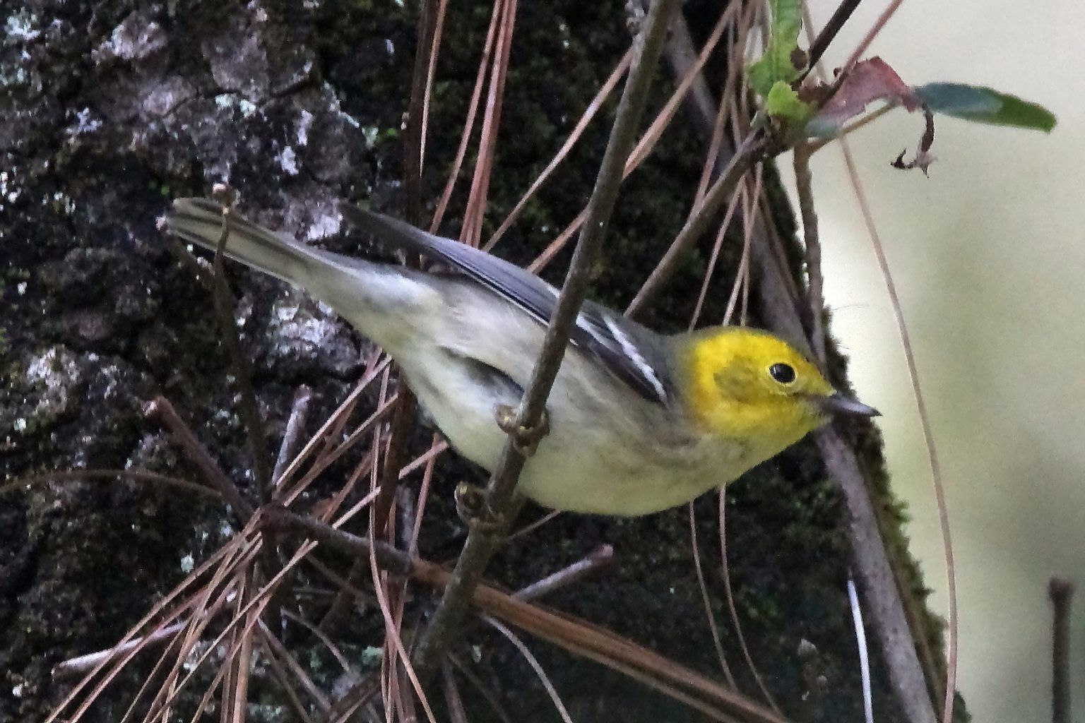 How Many Warblers Can You See? - 10,000 Birds