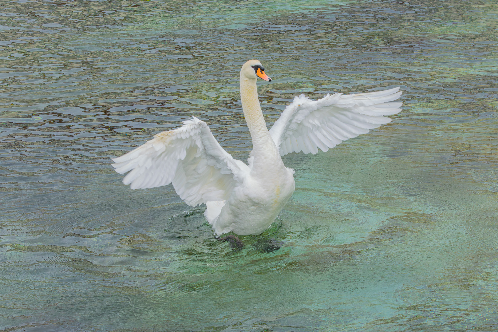 Birding in Geneva, Switzerland.