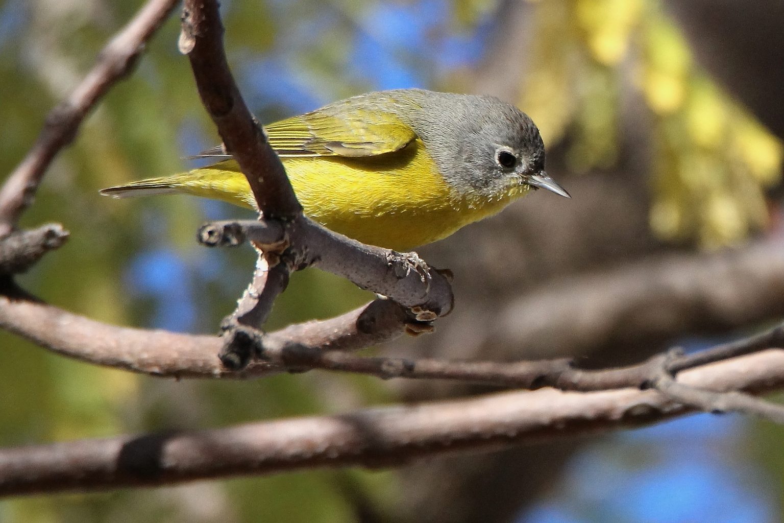 How Many Warblers Can You See? - 10,000 Birds