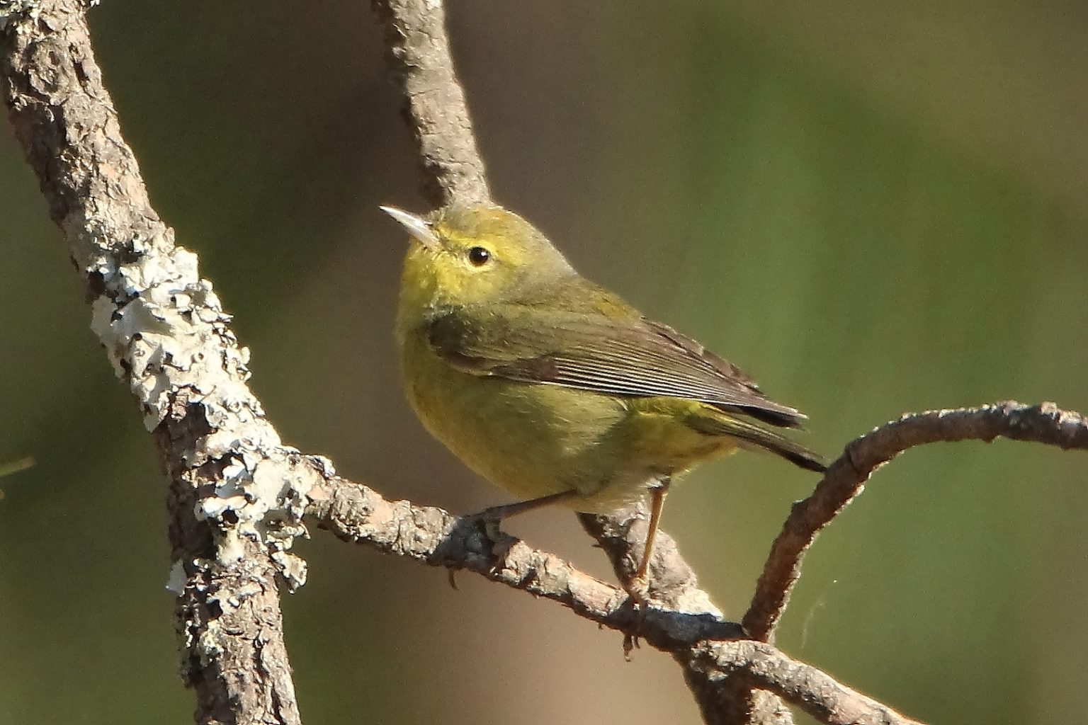 How Many Warblers Can You See? - 10,000 Birds