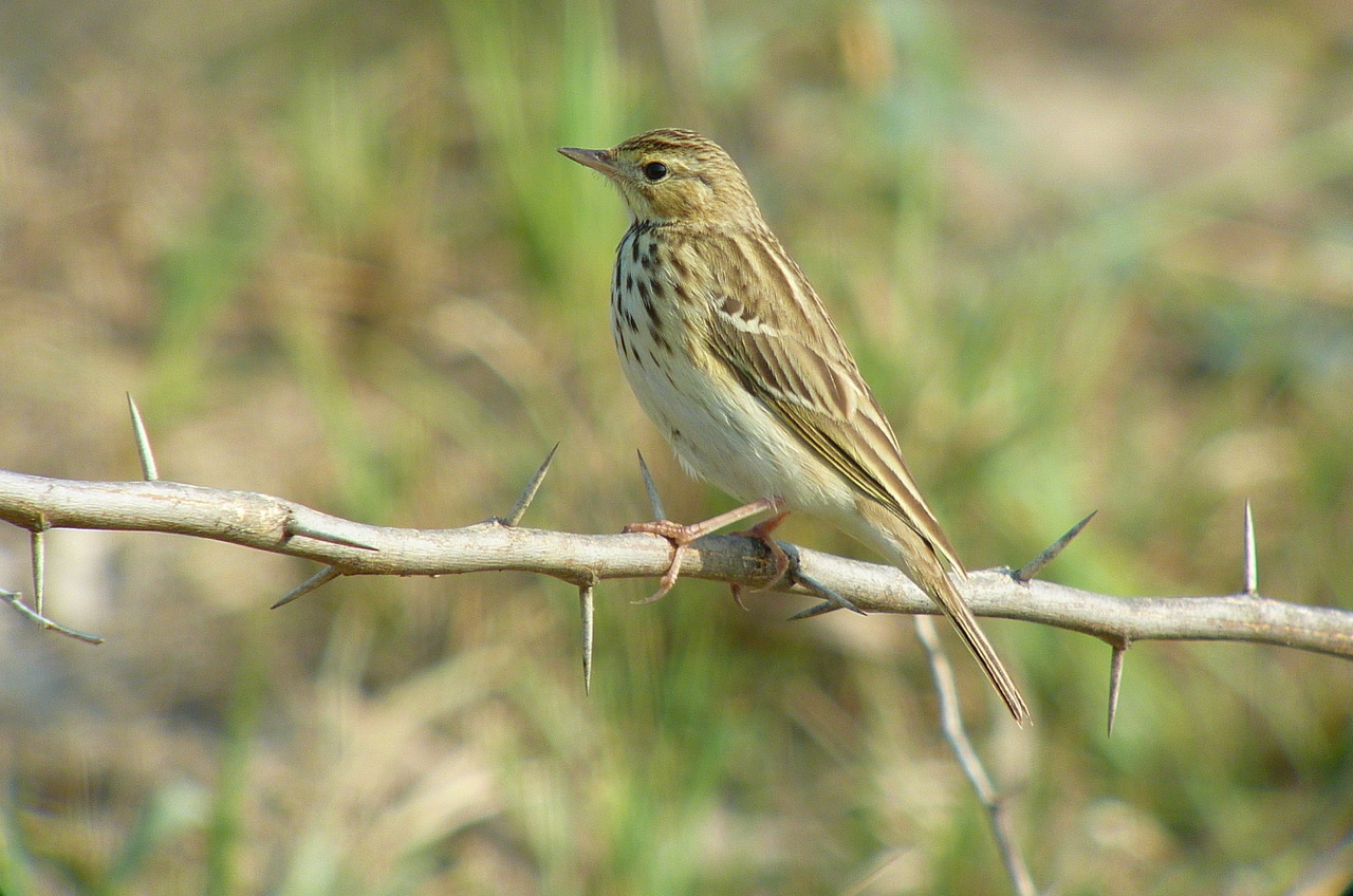 Top 10-plus Pipits - 10,000 Birds