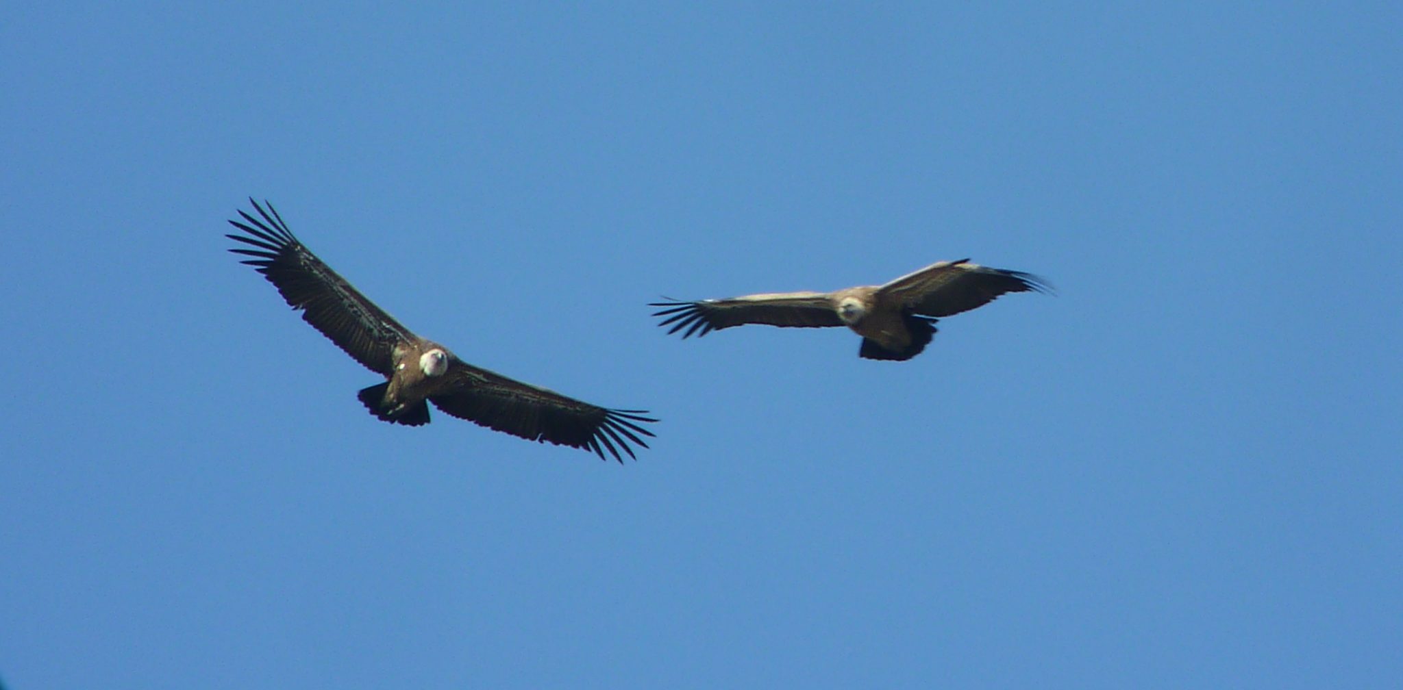 Balearic Bird Break II - 10,000 Birds