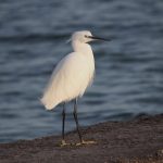Birding Lake Perris - 10,000 Birds